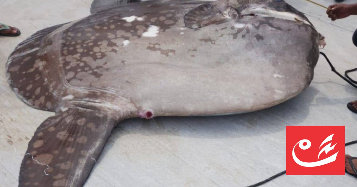 Ras Online - Rare fish caught in Maldives