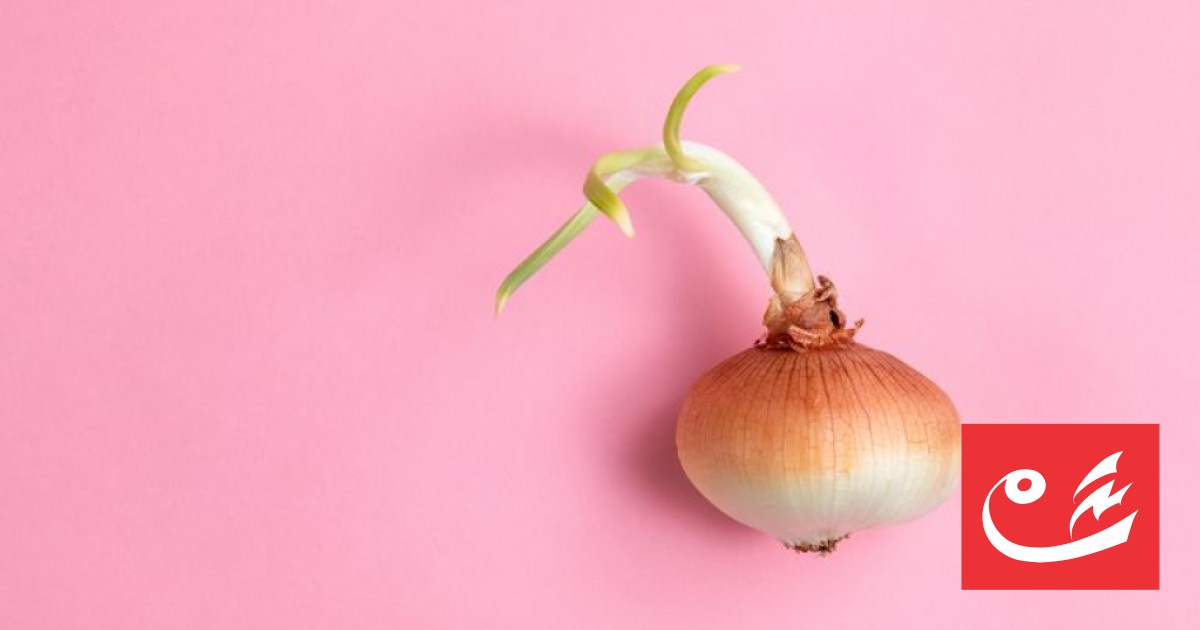 Ras Online - ކުރިފަޅާފައިވާ ފިޔާ ކާންވާނެތަ؟